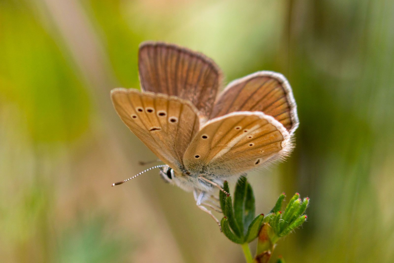Butterflies Archive - Page 2 of 4 - Hiroaki Takenouchi