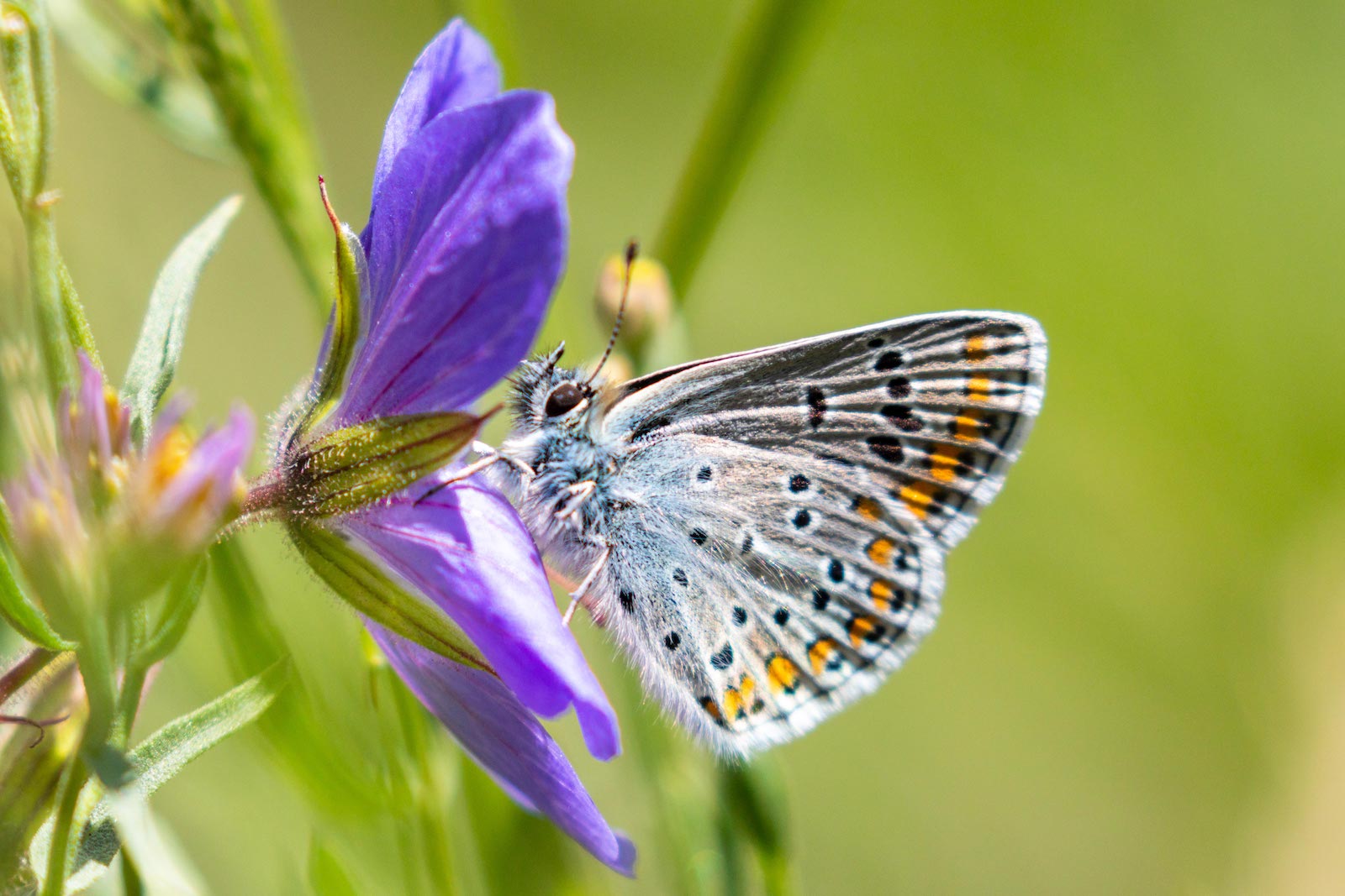Butterflies Archive - Page 2 of 4 - Hiroaki Takenouchi